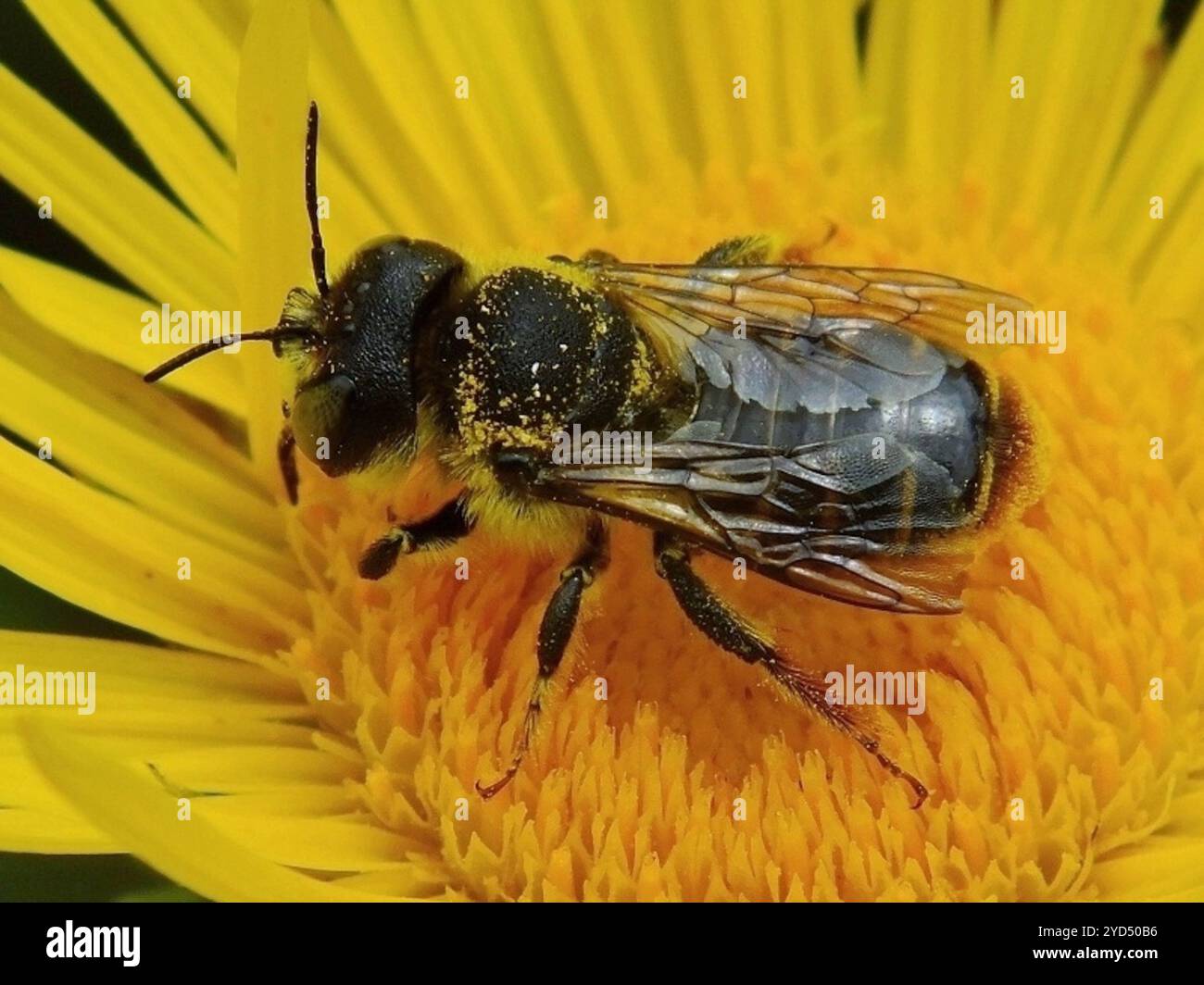 Woodborer Bees (Lithurgus Stock Photo - Alamy