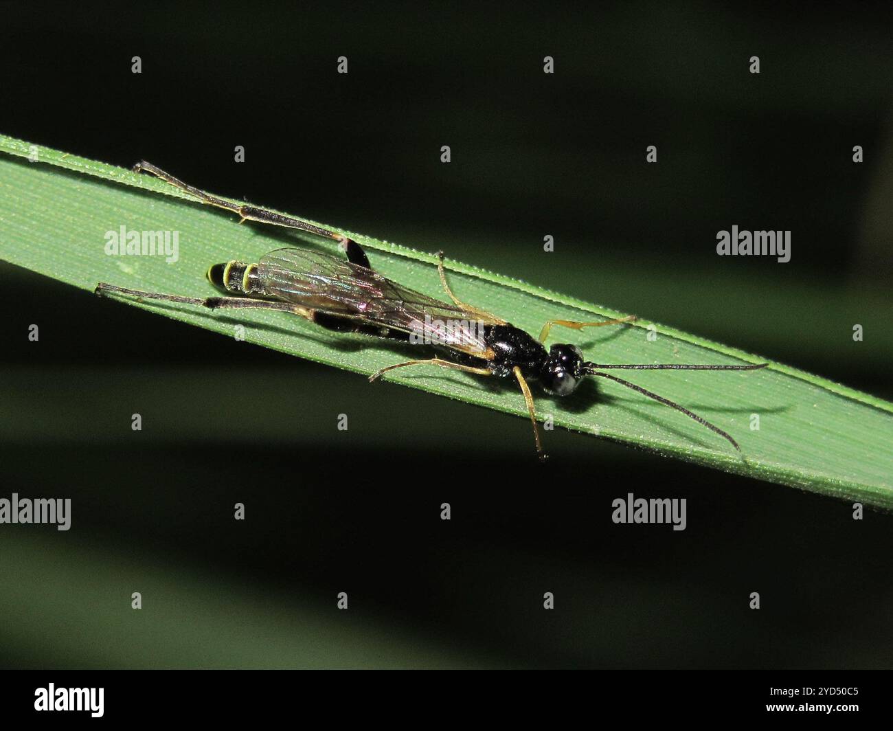 Stem Sawflies (Cephidae Stock Photo - Alamy