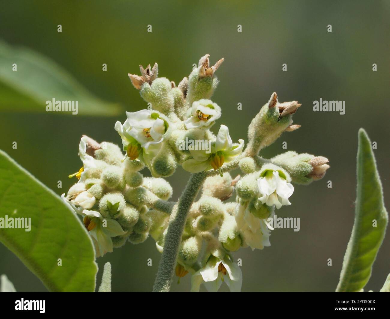 potato tree (Solanum erianthum Stock Photo - Alamy