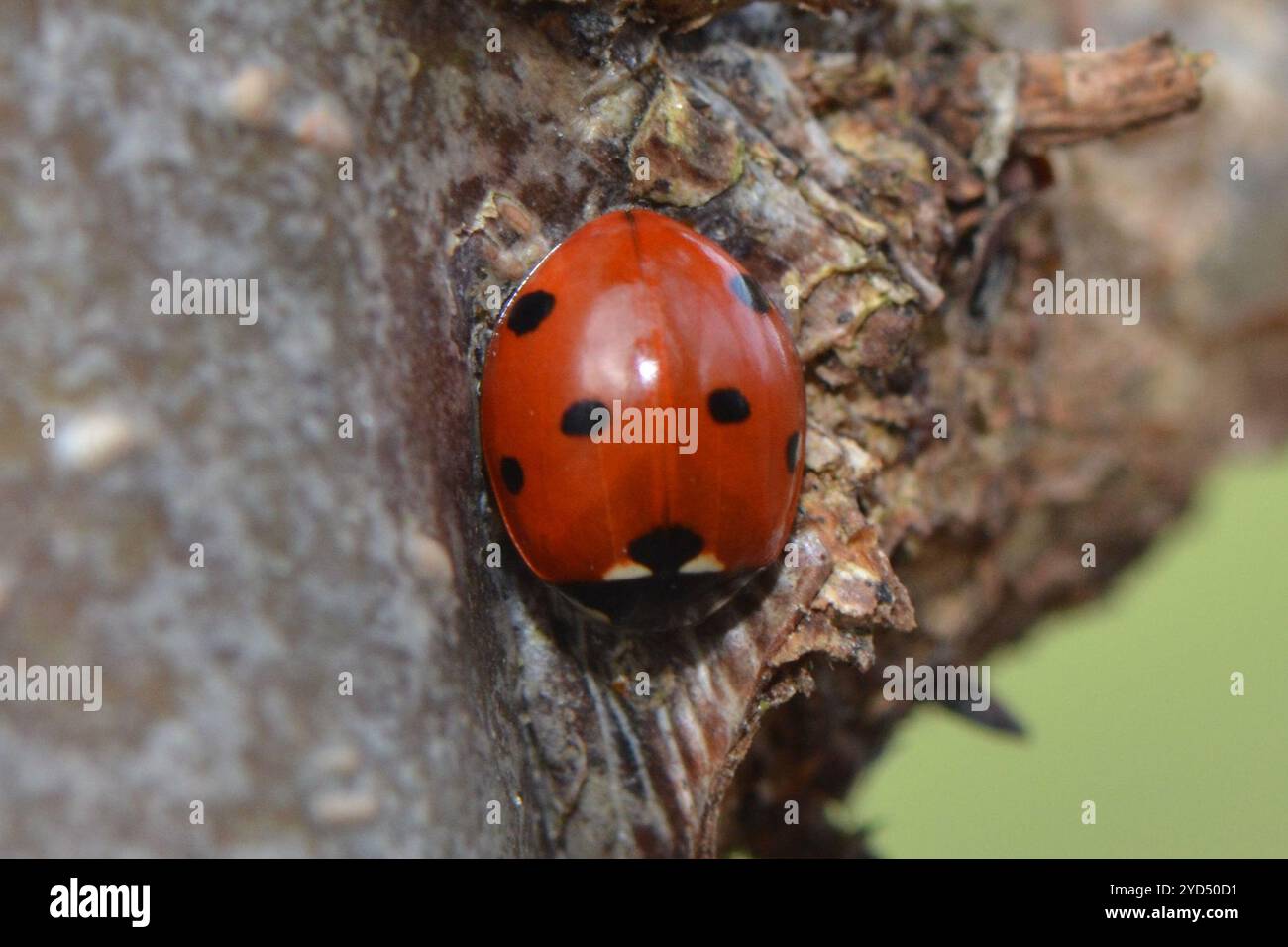 Seven-spotted Lady Beetle (Coccinella septempunctata Stock Photo - Alamy