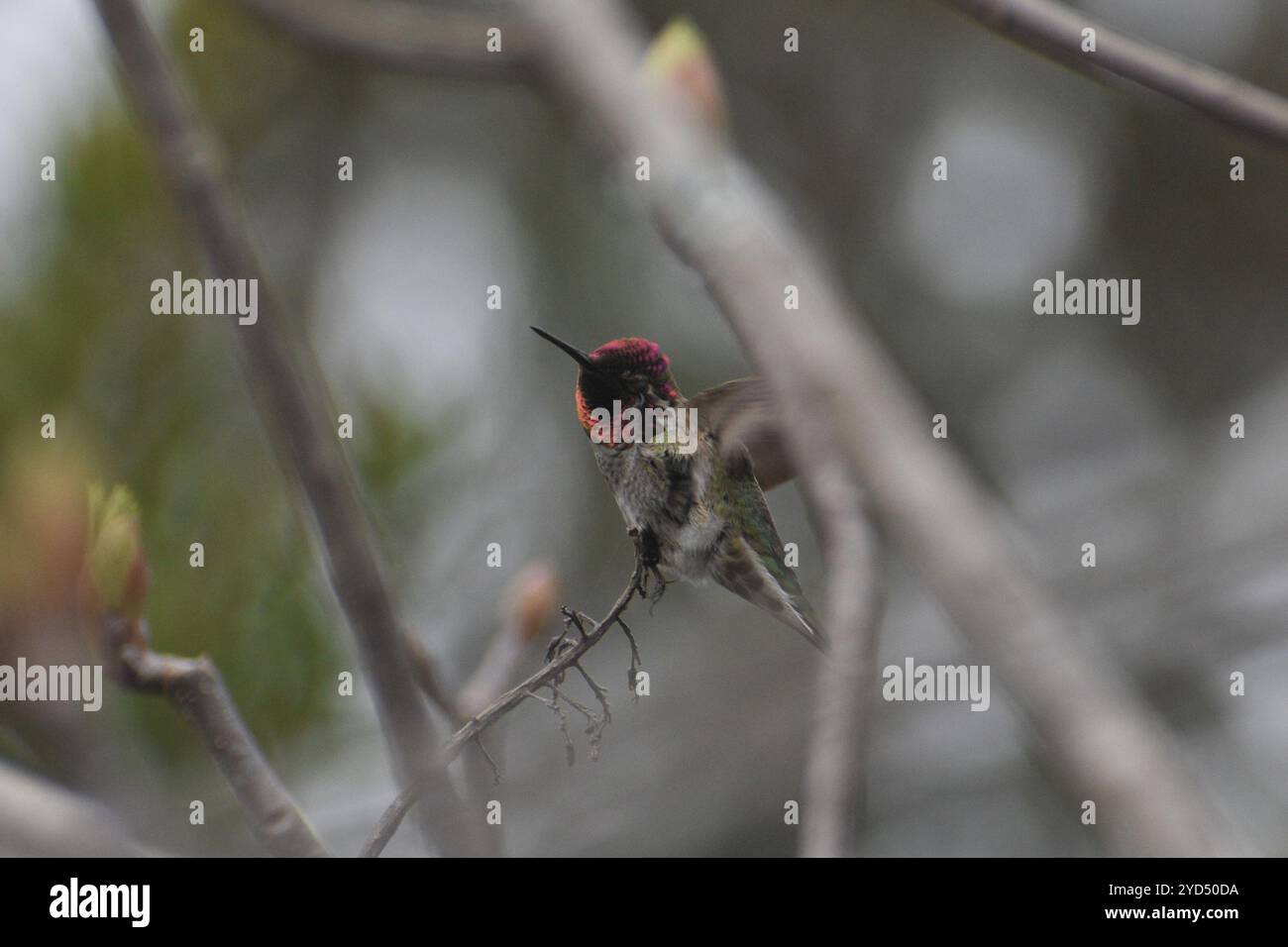 Anna's Hummingbird (Calypte anna Stock Photo - Alamy