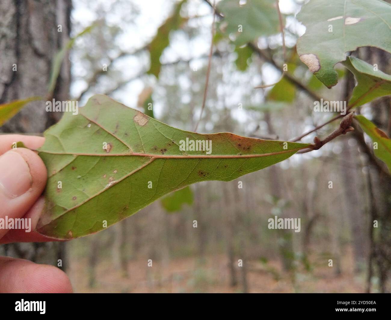 water oak (Quercus nigra Stock Photo - Alamy