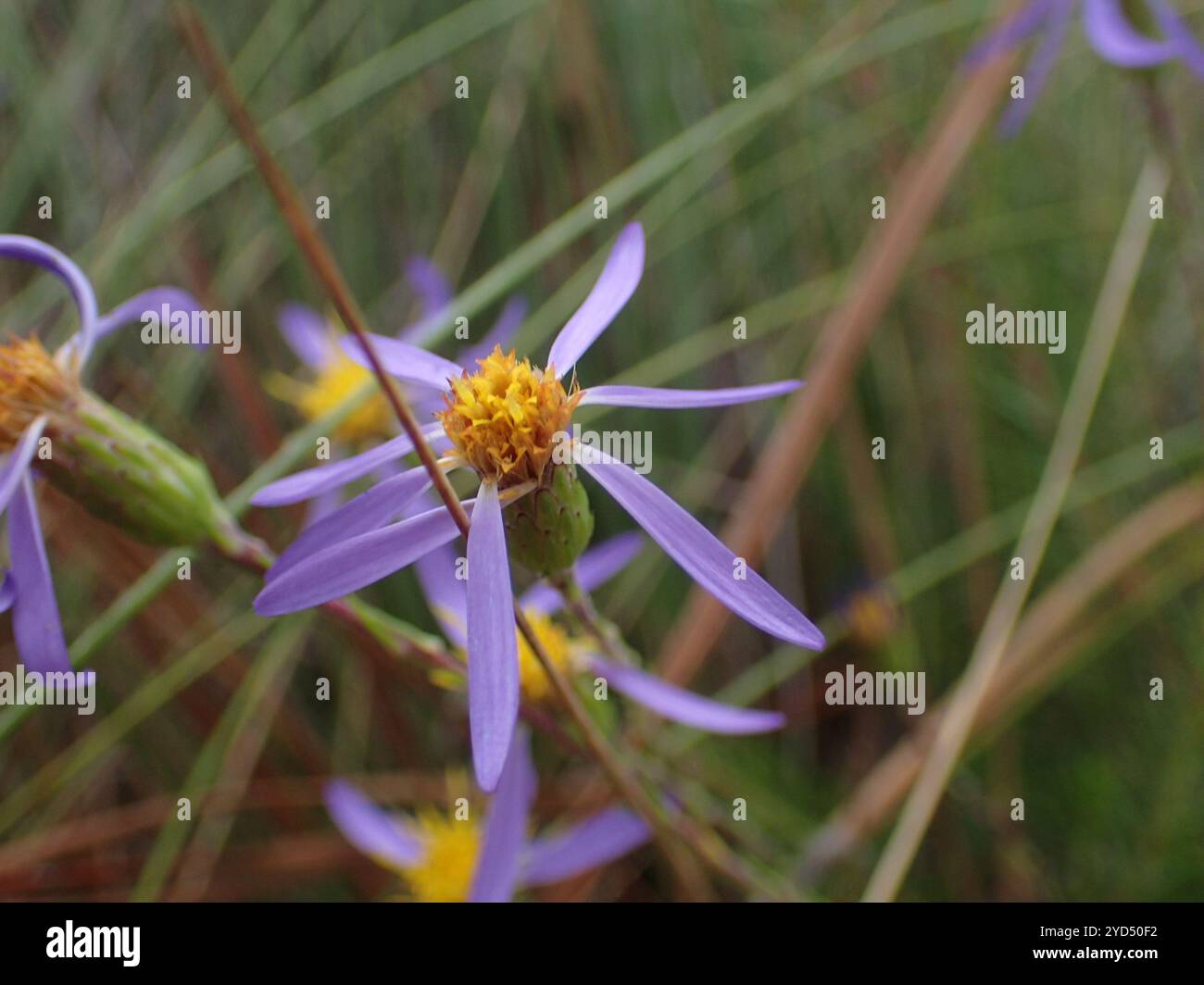 Flax-leaved Aster (Ionactis linariifolia Stock Photo - Alamy