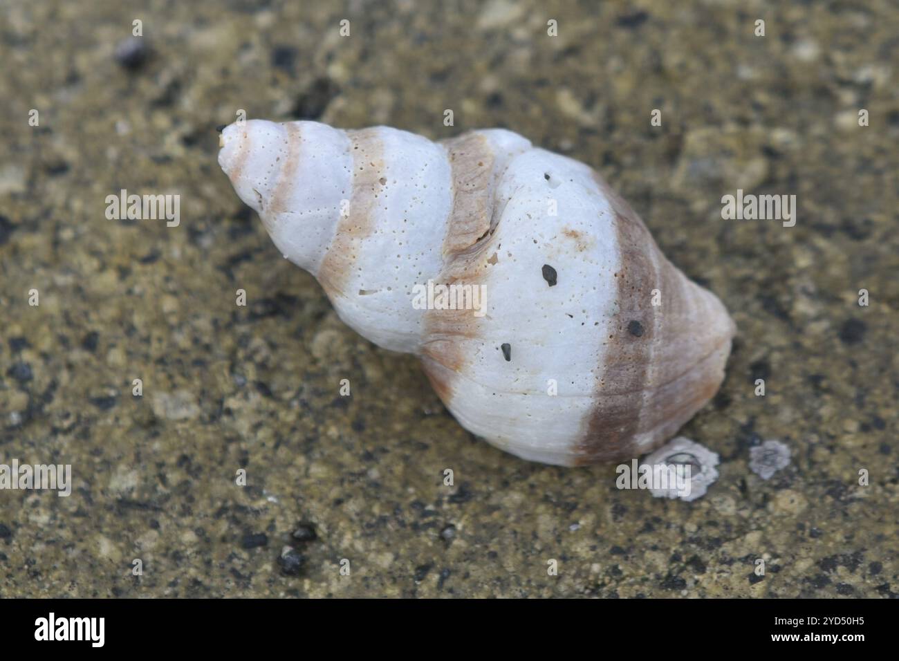 Frilled Dogwinkle (Nucella lamellosa Stock Photo - Alamy