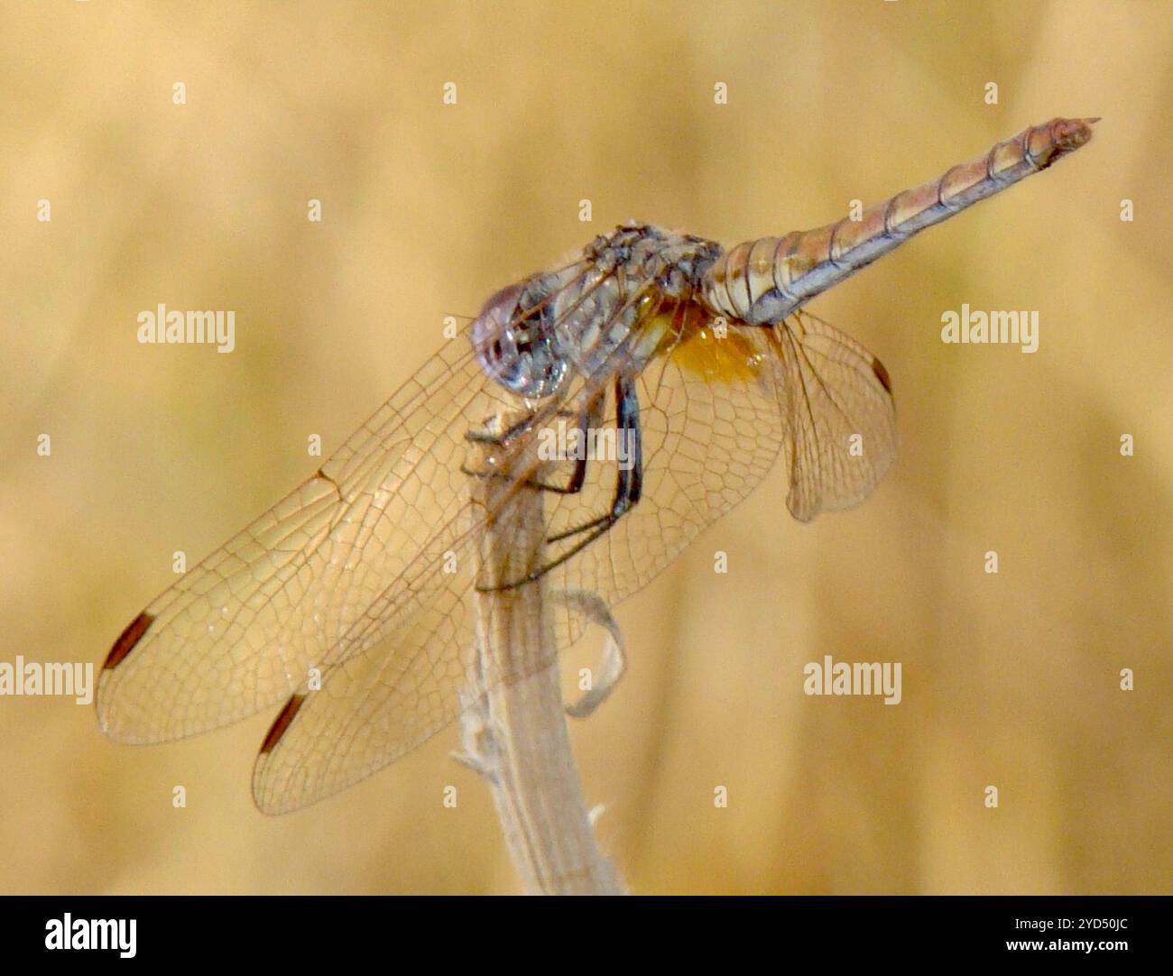 Violet Dropwing (Trithemis annulata Stock Photo - Alamy