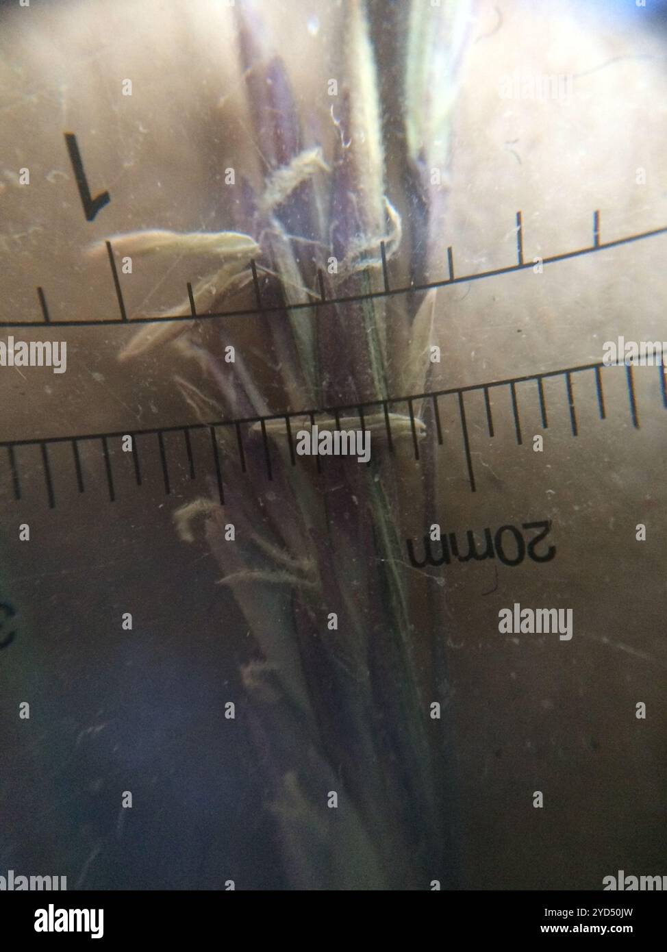 Marsh Hay Cordgrass (Sporobolus pumilus Stock Photo - Alamy