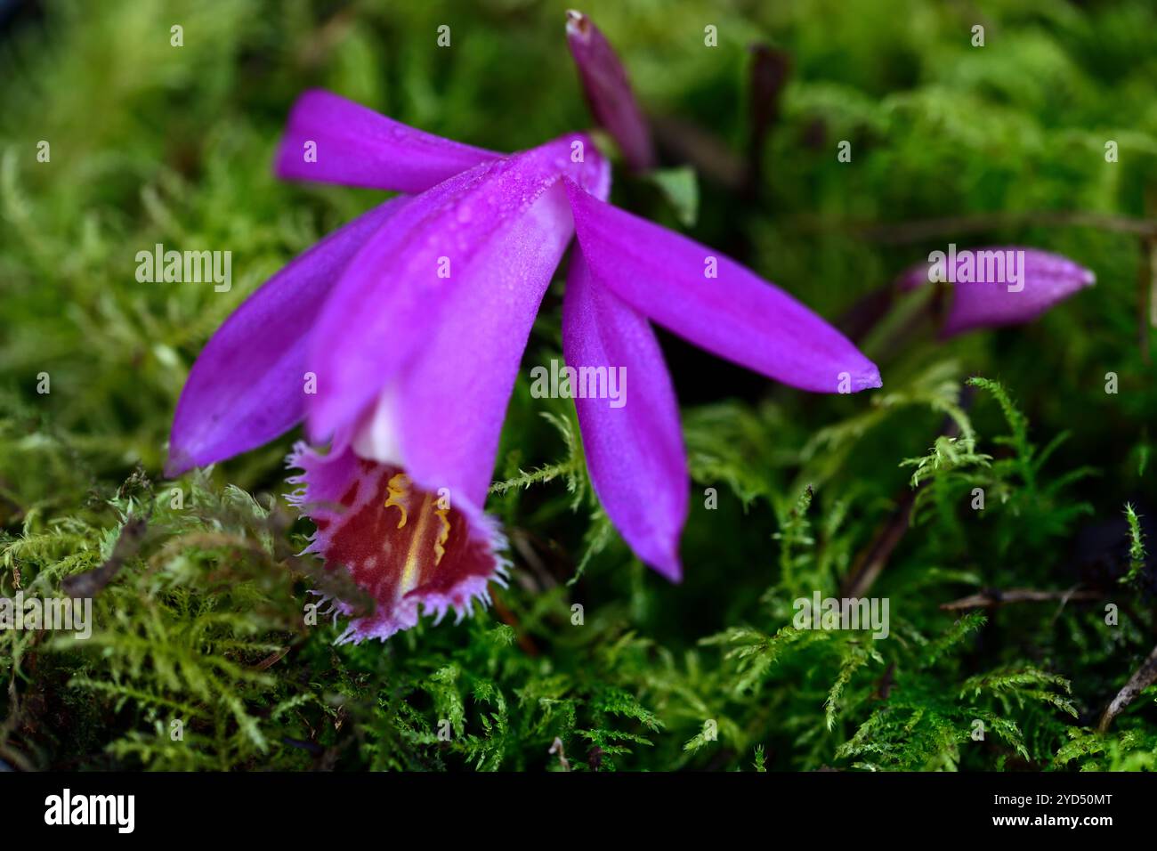 pleione tongariro,pleione flowering,pleione,pleiones,pot,pots,container ...