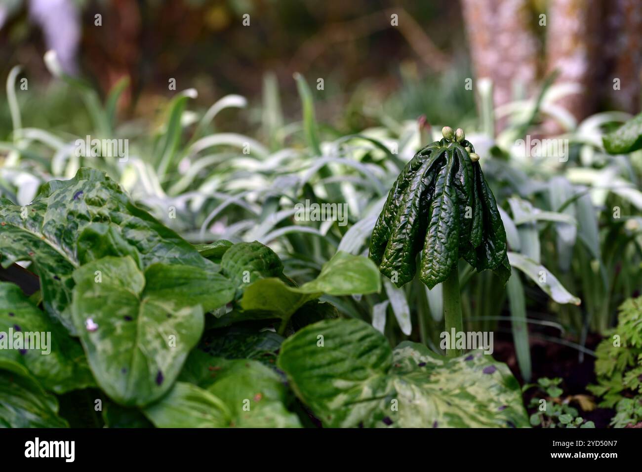 Podophyllum emerging in spring hi-res stock photography and images - Alamy