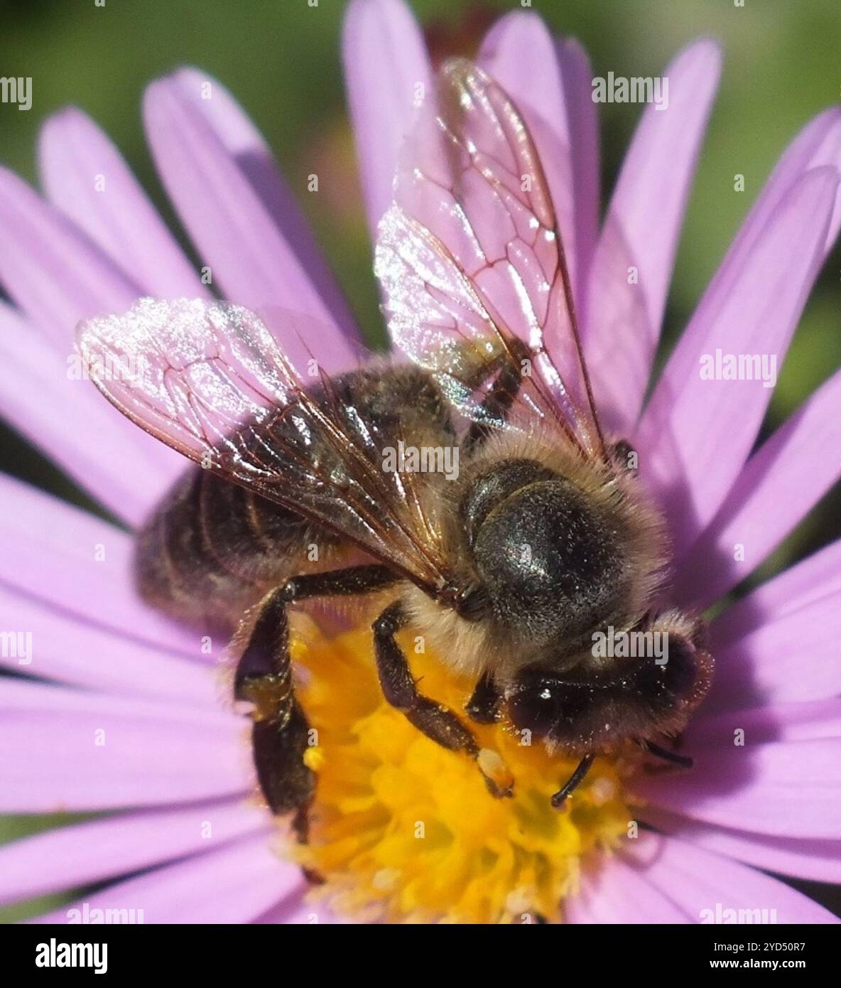 Western Honey Bee (Apis mellifera Stock Photo - Alamy