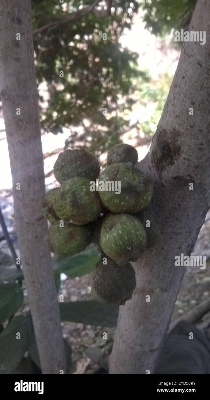 Opposite Leaf Fig (Ficus hispida Stock Photo - Alamy