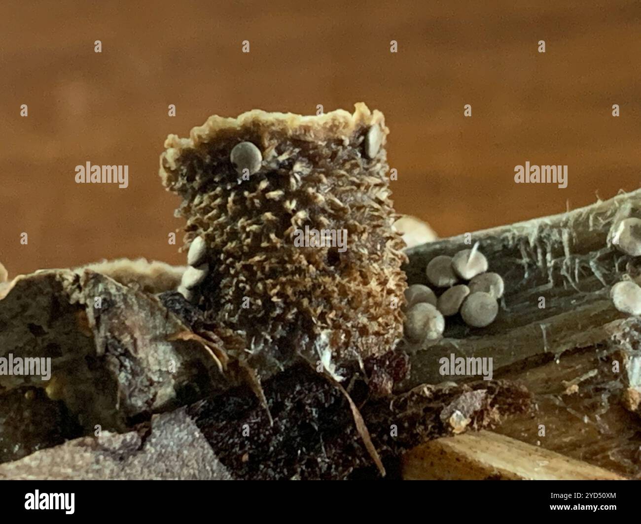 common bird's nest fungus (Crucibulum laeve Stock Photo - Alamy