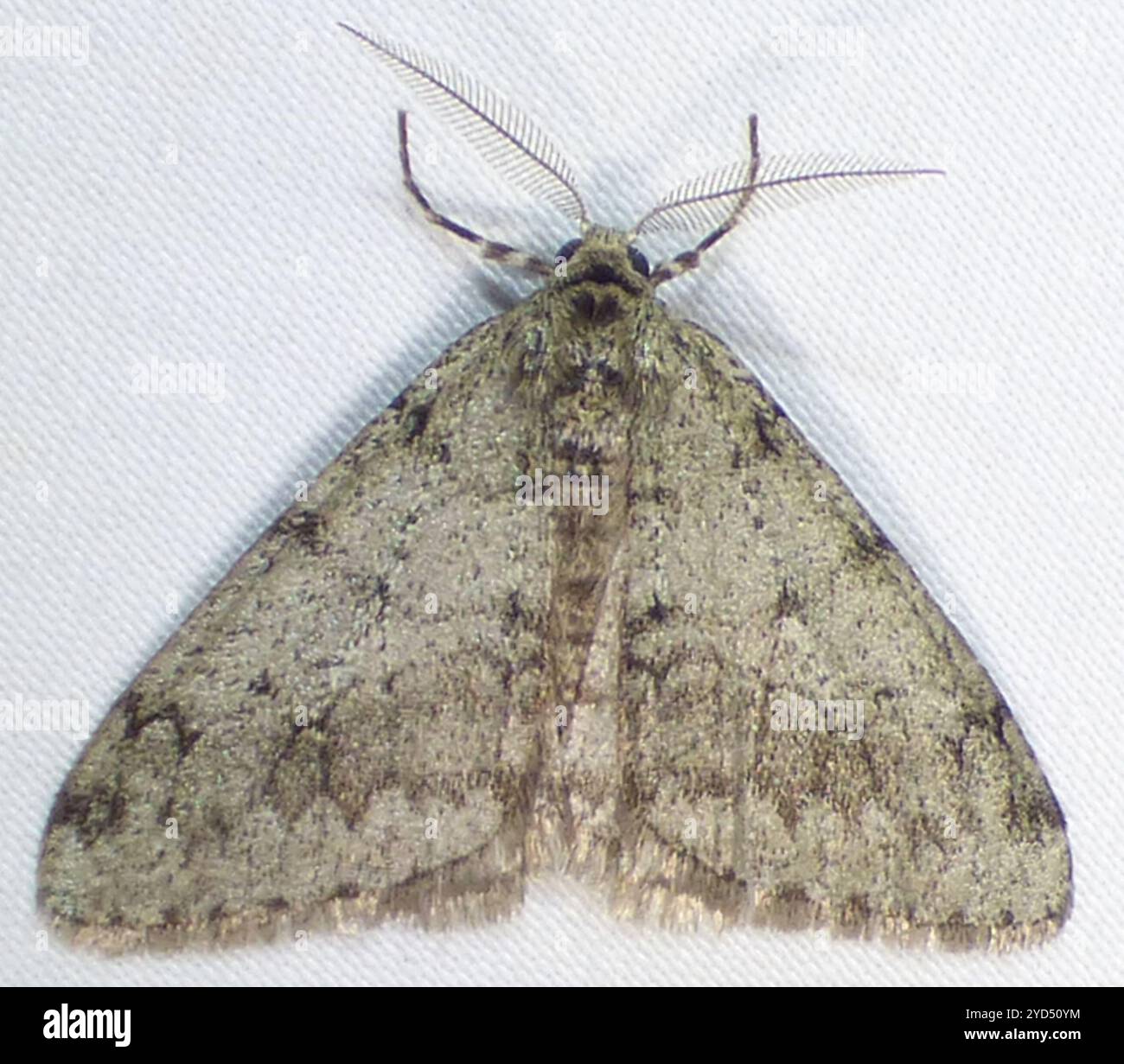 Small Phigalia Moth (Phigalia strigataria Stock Photo - Alamy