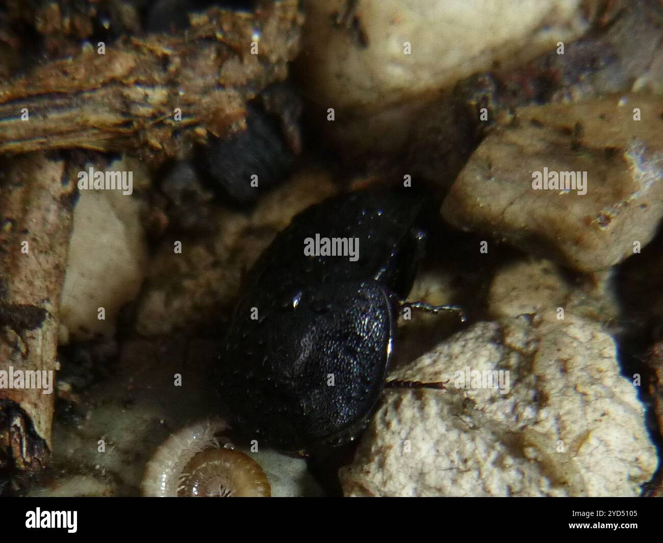 Black snail beetle (Phosphuga atrata Stock Photo - Alamy