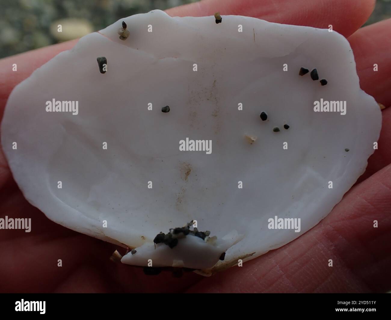 Bent-nosed Clam (Macoma nasuta Stock Photo - Alamy