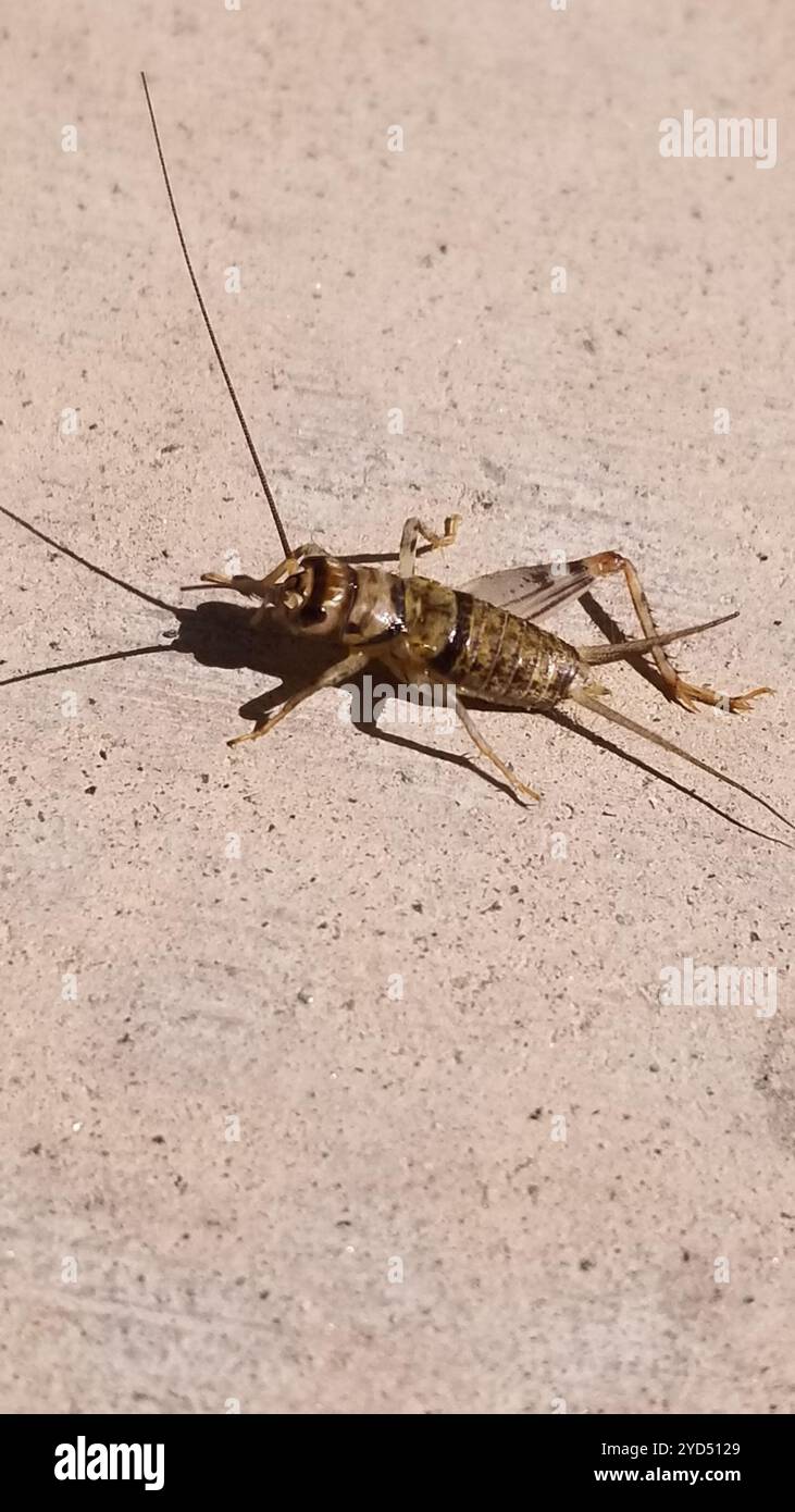 Tropical House Cricket (Gryllodes sigillatus Stock Photo - Alamy