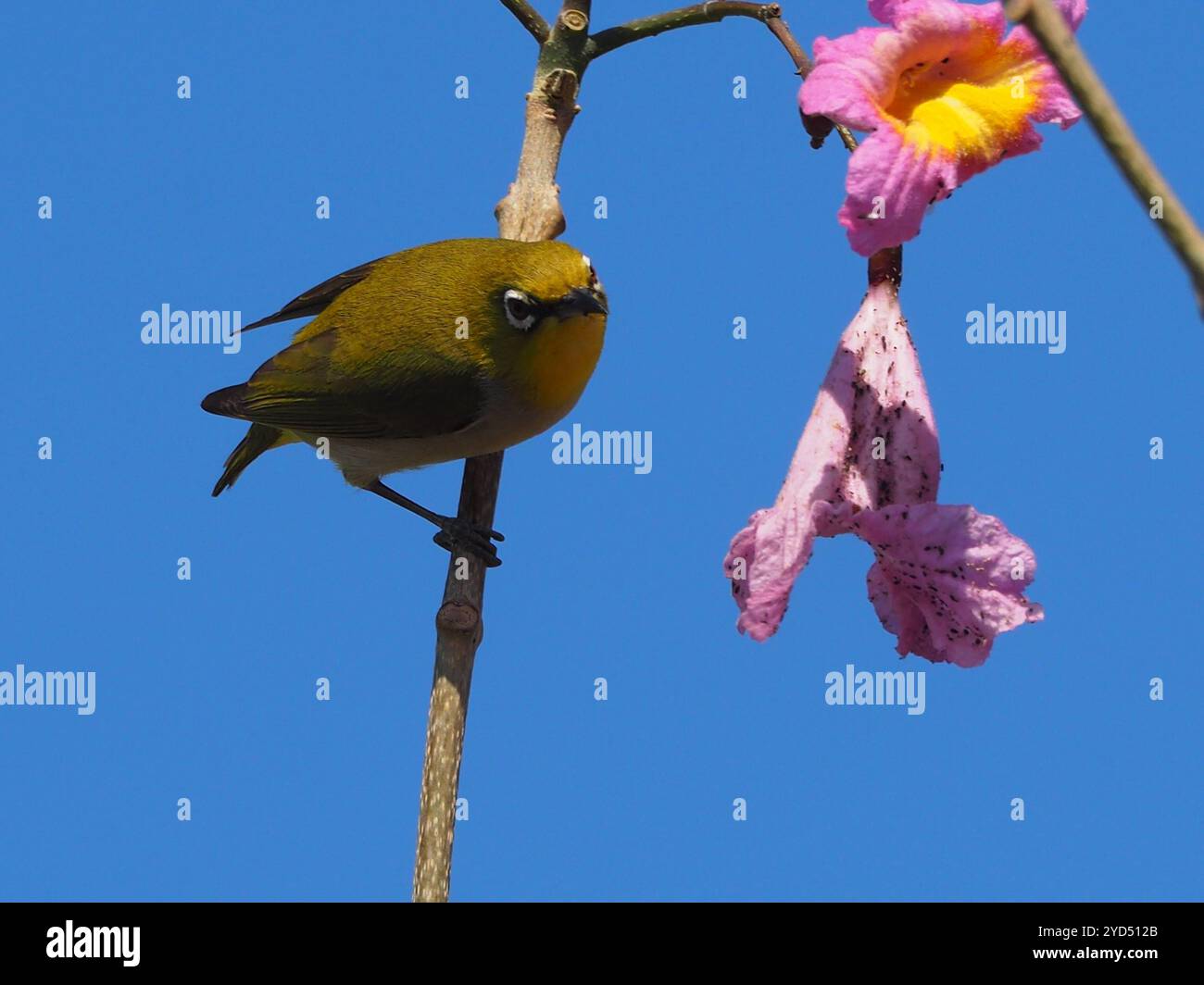 Zosterops simplex hi-res stock photography and images - Alamy
