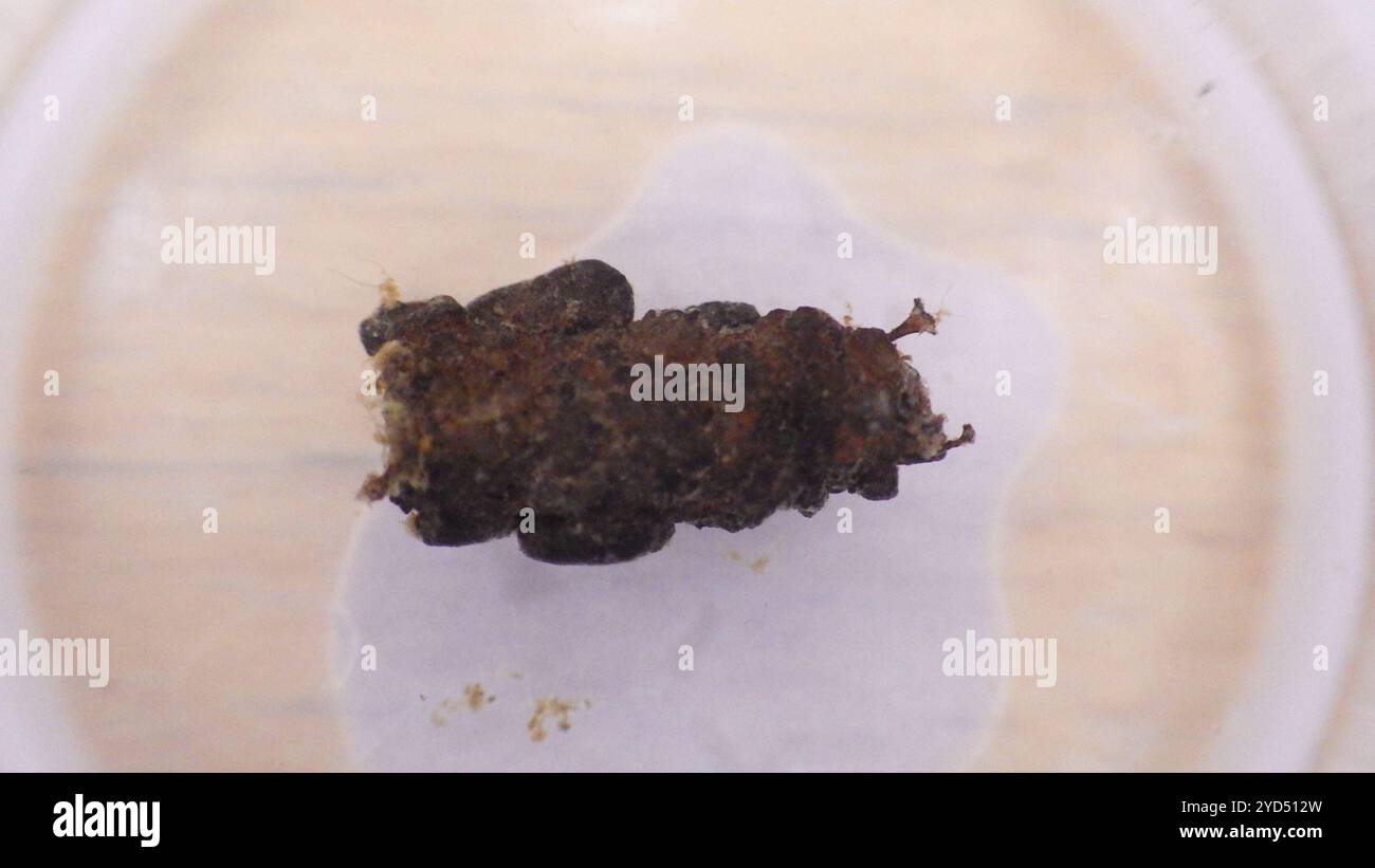 Stonecase Caddisflies (Uenoidae Stock Photo - Alamy