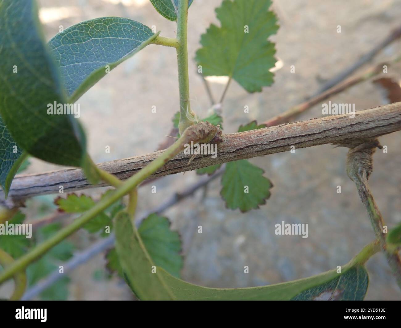 Evergreen Wisteria (Wisteriopsis reticulata Stock Photo - Alamy