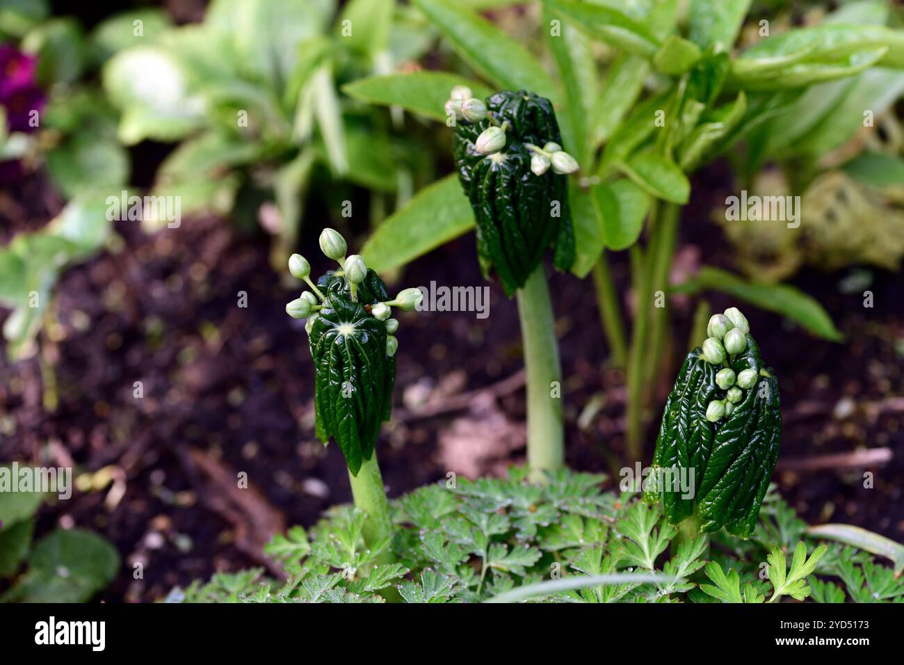 Podophyllum emerging in spring,podophyllum leaves and flower buds ...