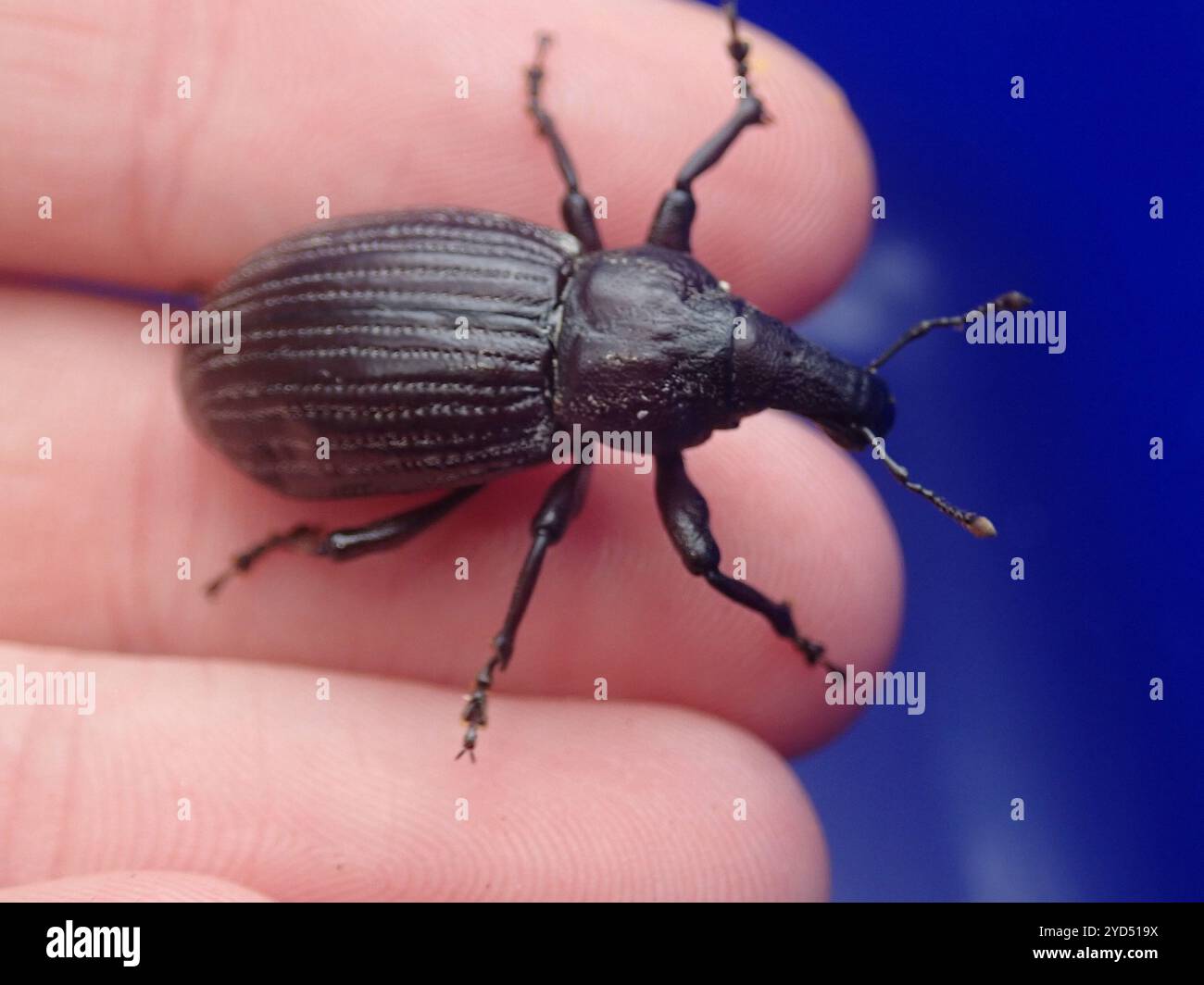 Hutton's Speargrass Weevil (Lyperobius huttoni Stock Photo - Alamy