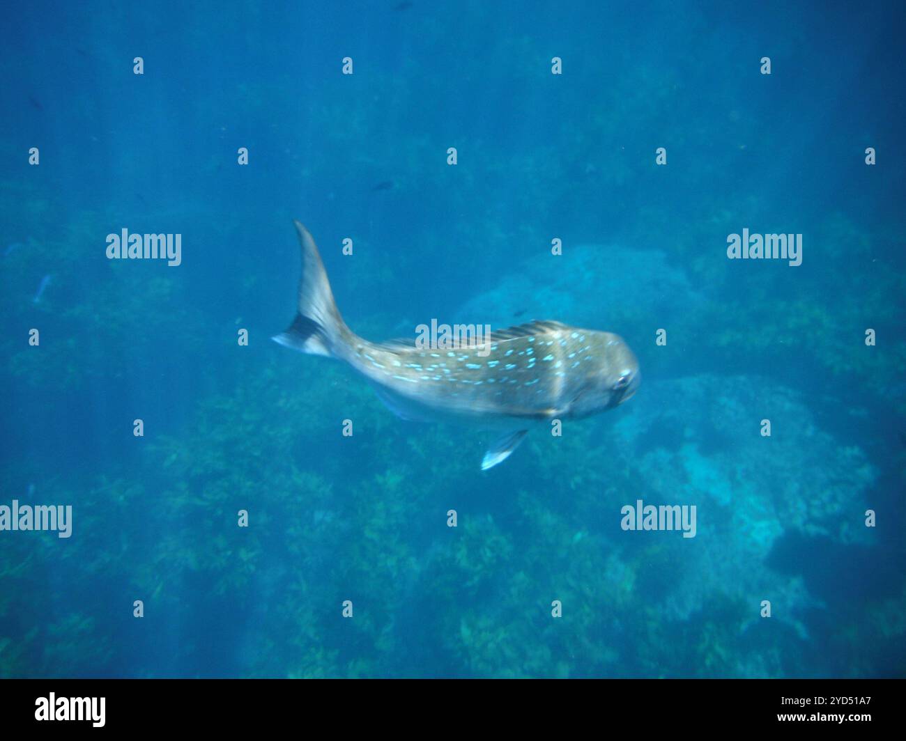 Snapper (Chrysophrys auratus Stock Photo - Alamy