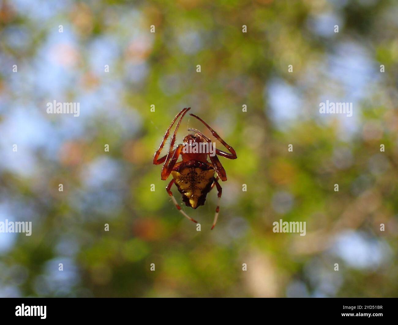 Arrowhead Orbweaver (Verrucosa arenata Stock Photo - Alamy