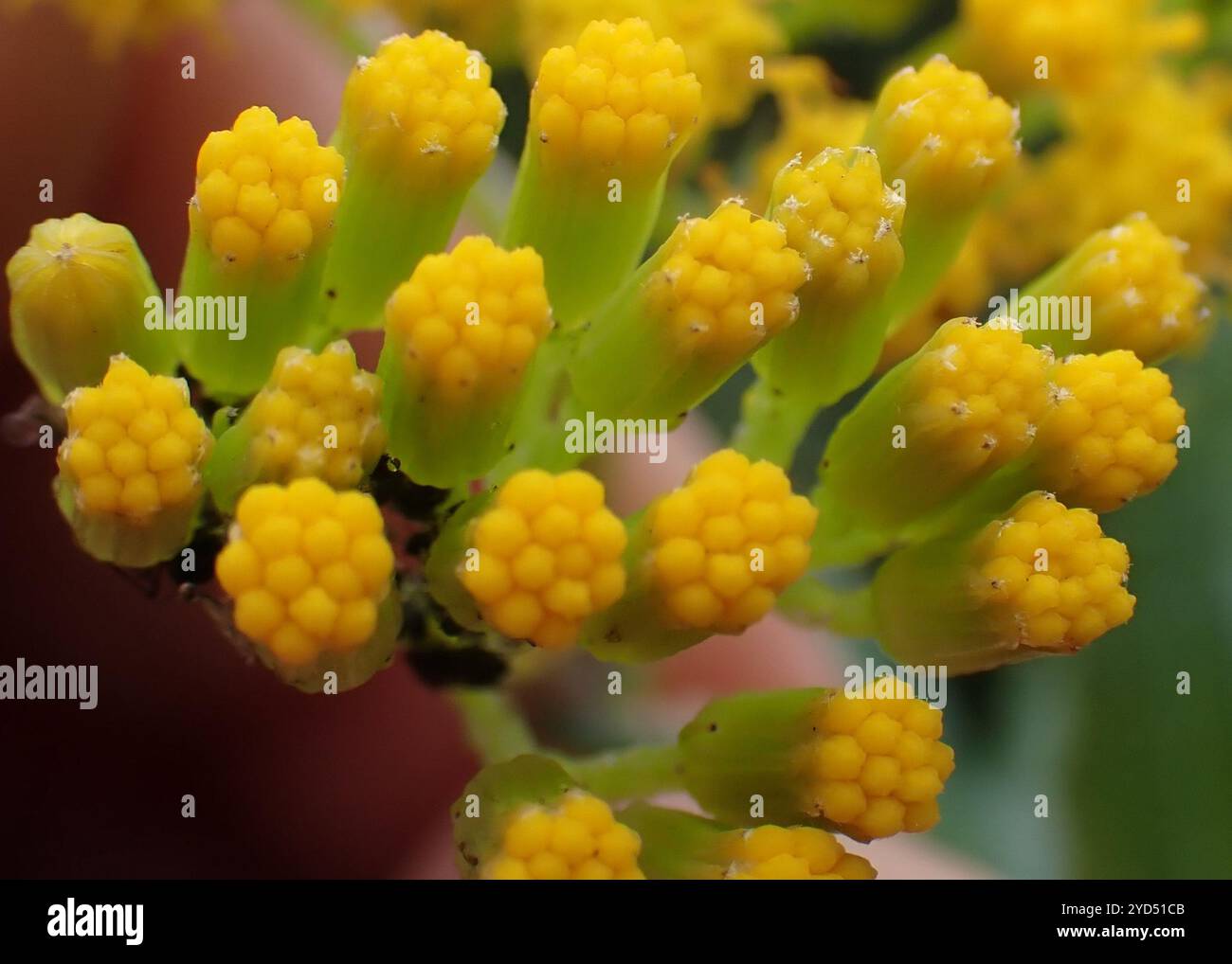 Scented Groundsel (Senecio odoratus Stock Photo - Alamy