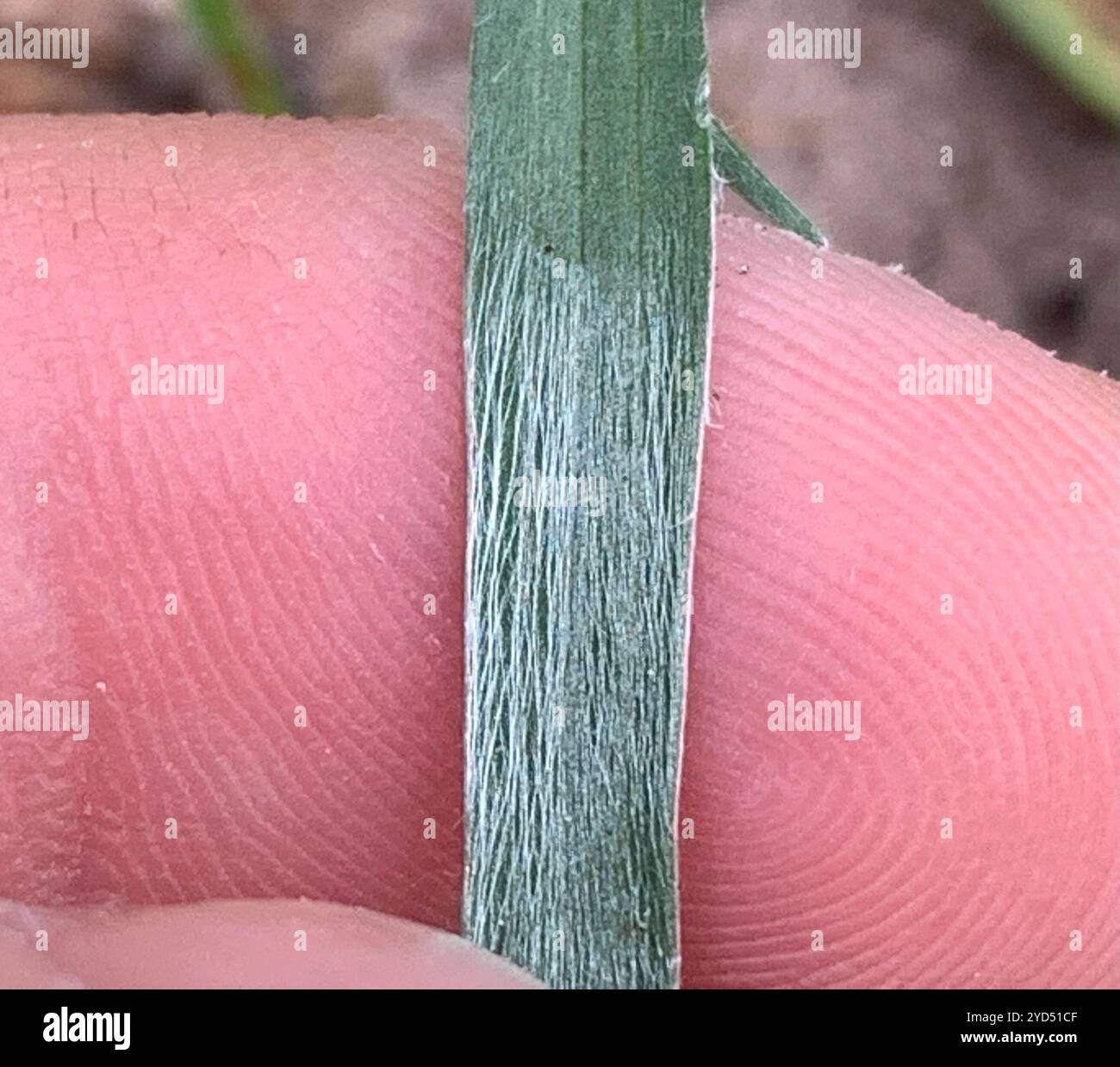 Narrowleaf Silkgrass (Pityopsis graminifolia Stock Photo - Alamy