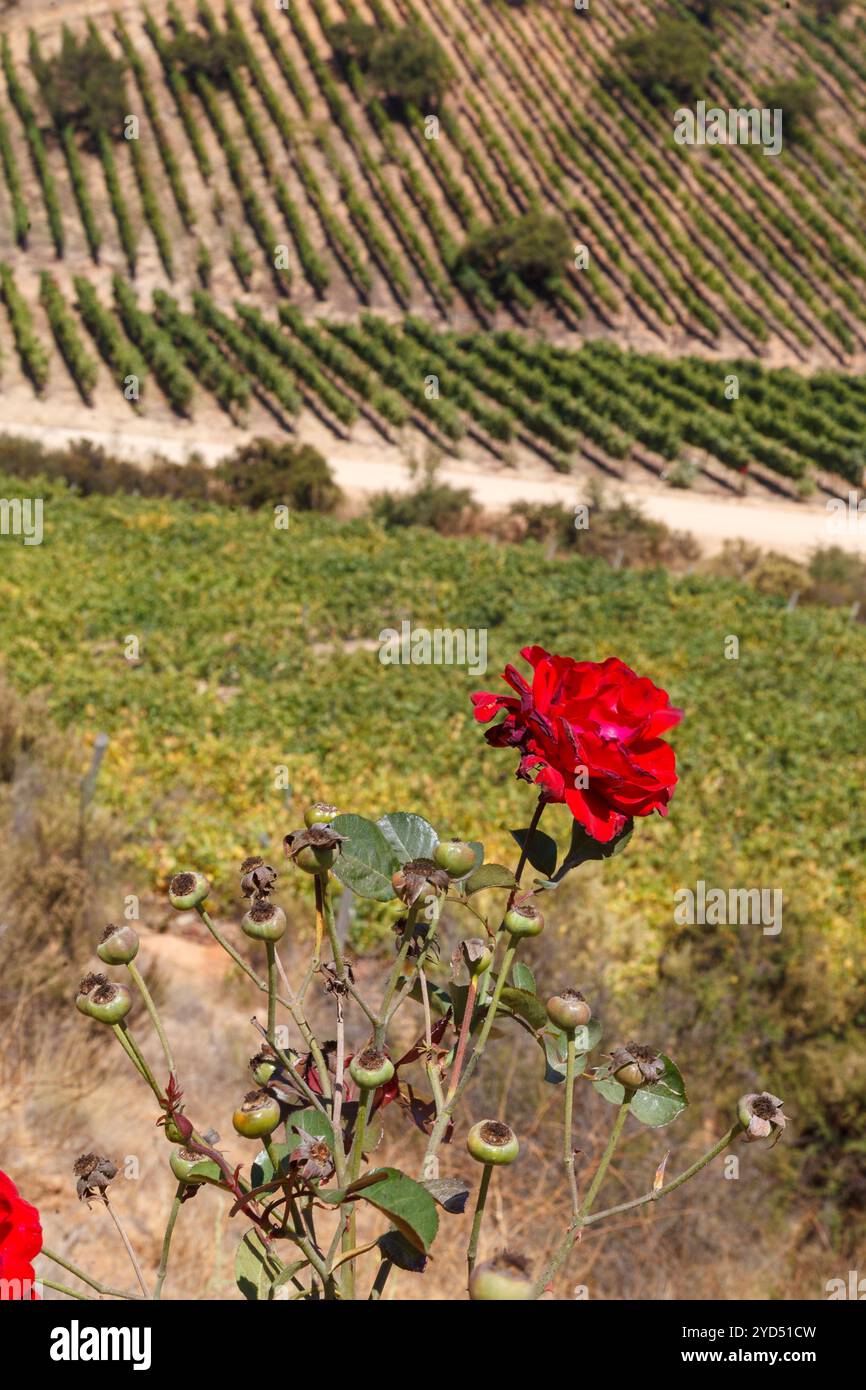 Beautiful red roses at the vineyards in Vina Indomita vineyard in the ...