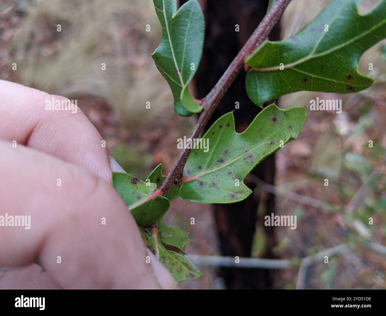 Darlington Oak (Quercus hemisphaerica Stock Photo - Alamy