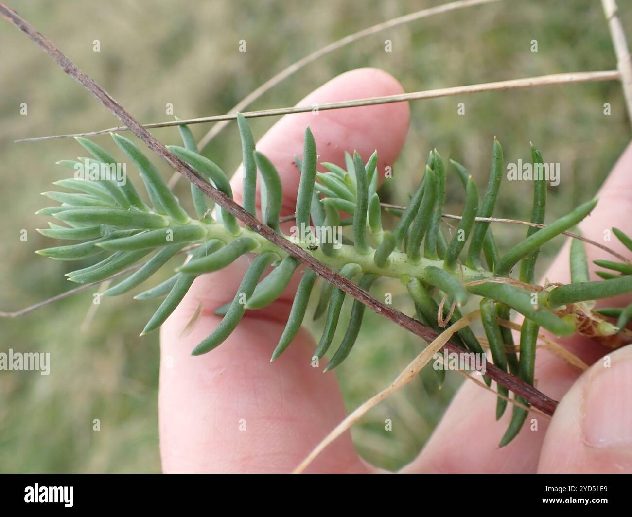 Reflexed Stonecrop (Petrosedum rupestre Stock Photo - Alamy
