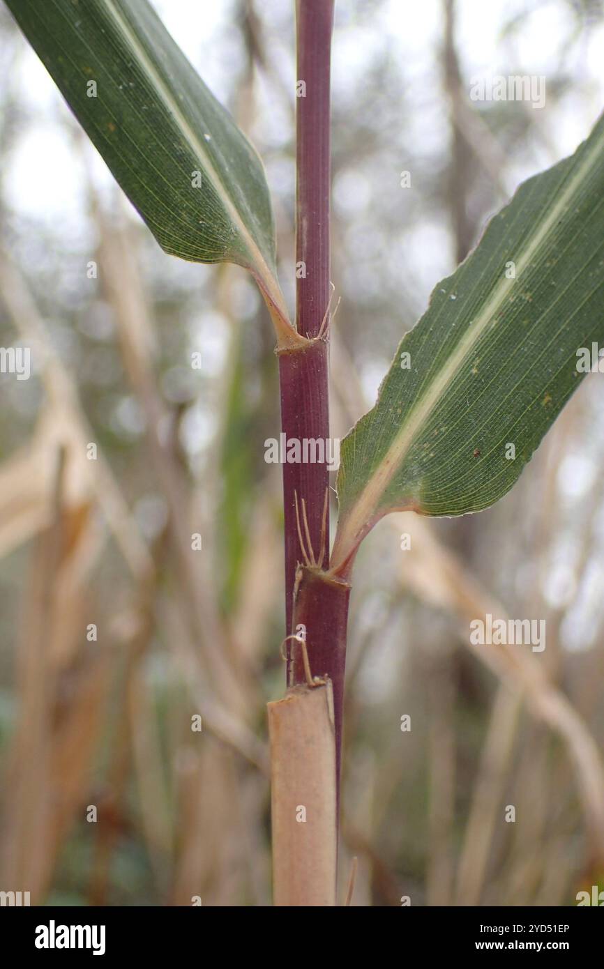 switch cane (Arundinaria tecta Stock Photo - Alamy