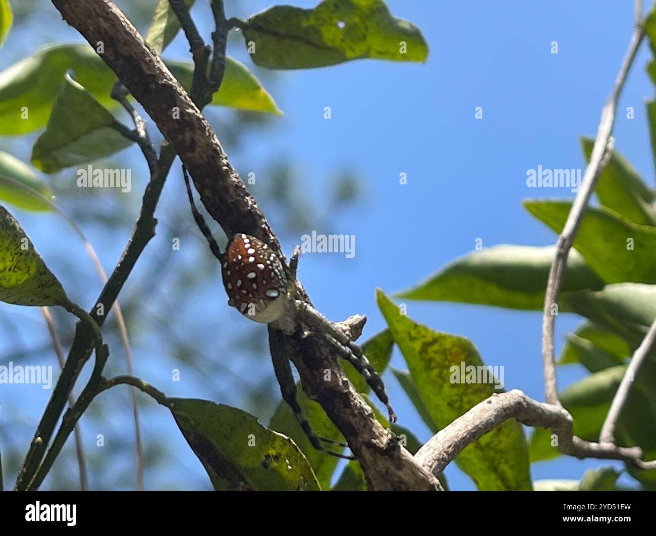 Dome Web Spider (Cyrtophora moluccensis Stock Photo - Alamy