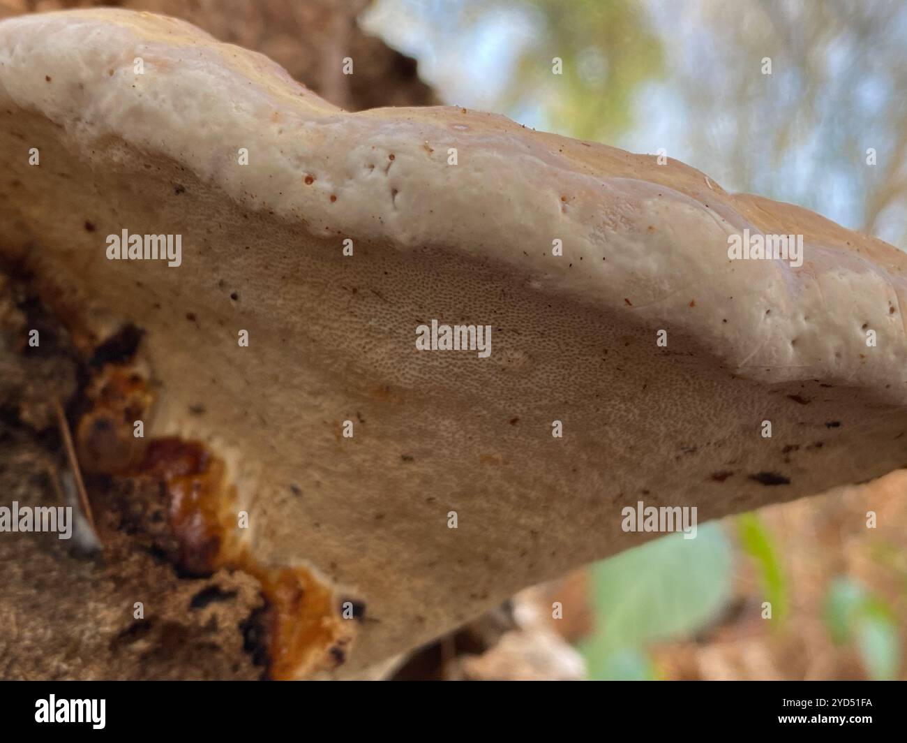 Red-banded Polypore (Fomitopsis pinicola Stock Photo - Alamy