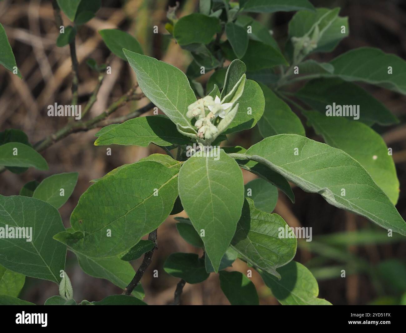 potato tree (Solanum erianthum Stock Photo - Alamy