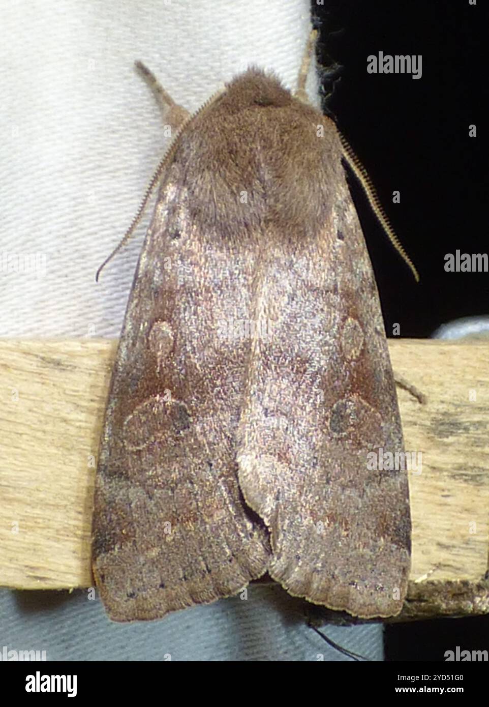 Gray Quaker (Orthosia alurina Stock Photo - Alamy