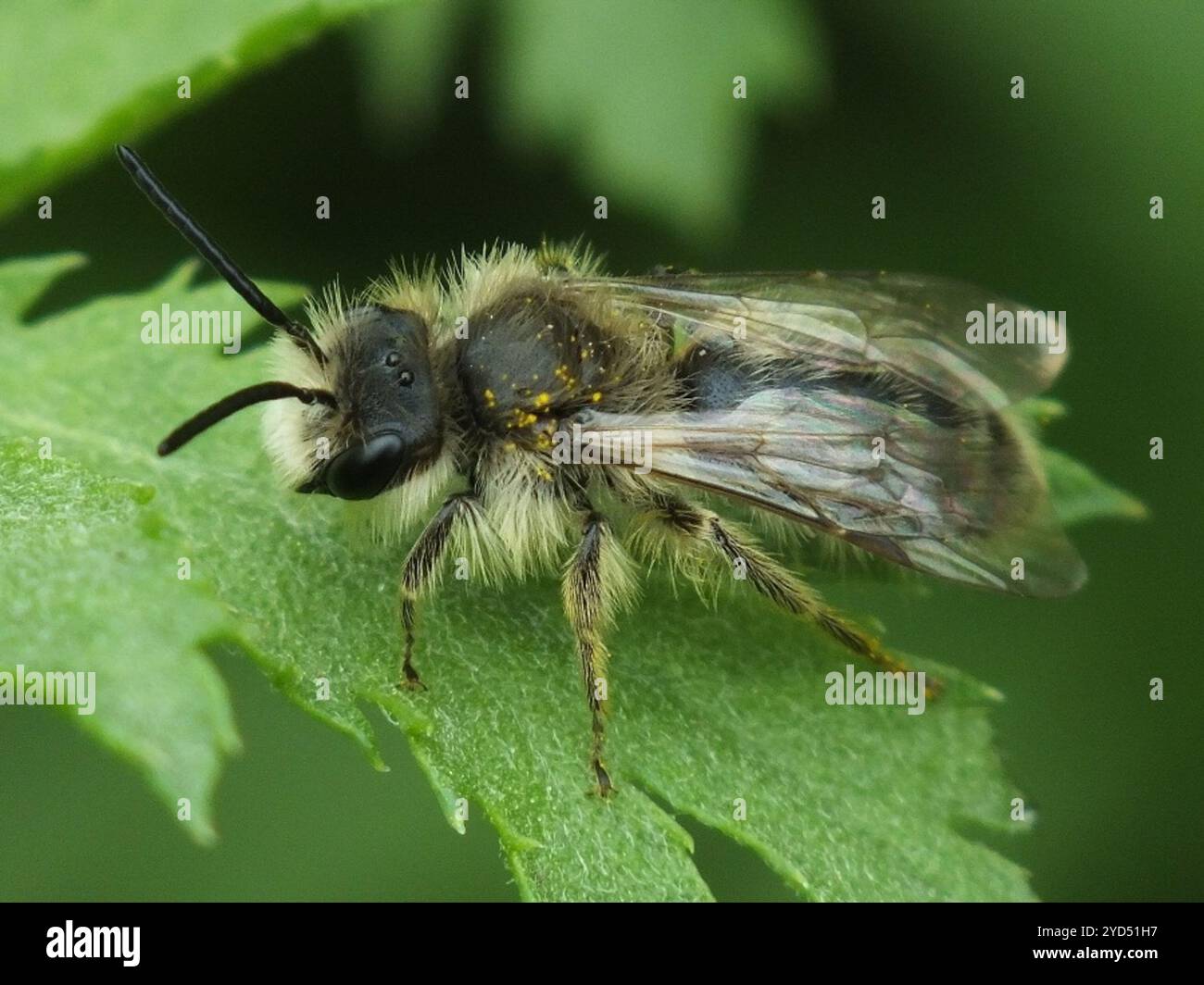 Mining Bees (Andrena Stock Photo - Alamy
