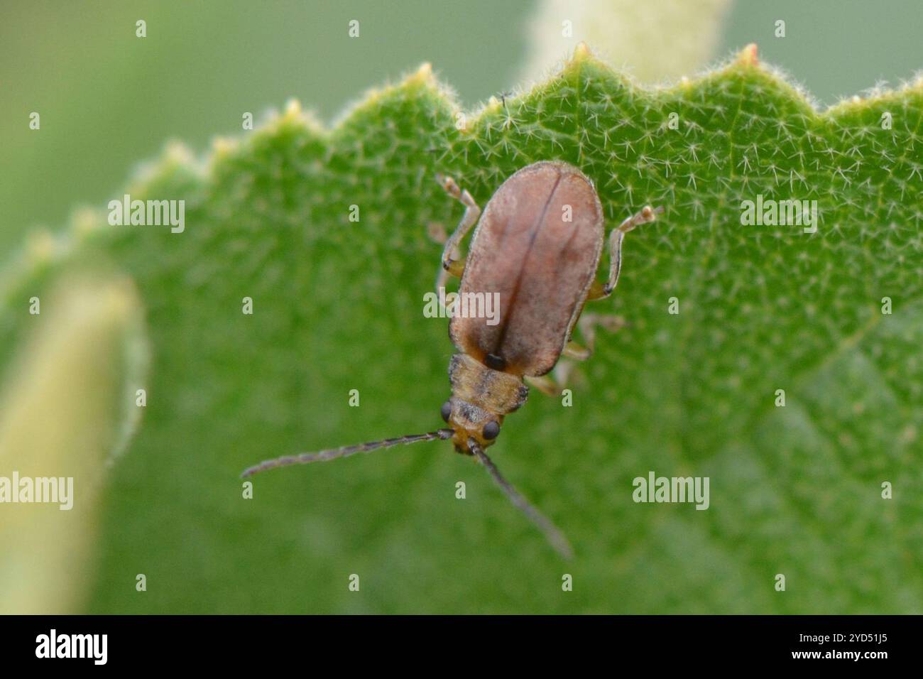 Viburnum Leaf Beetle (Pyrrhalta viburni Stock Photo - Alamy