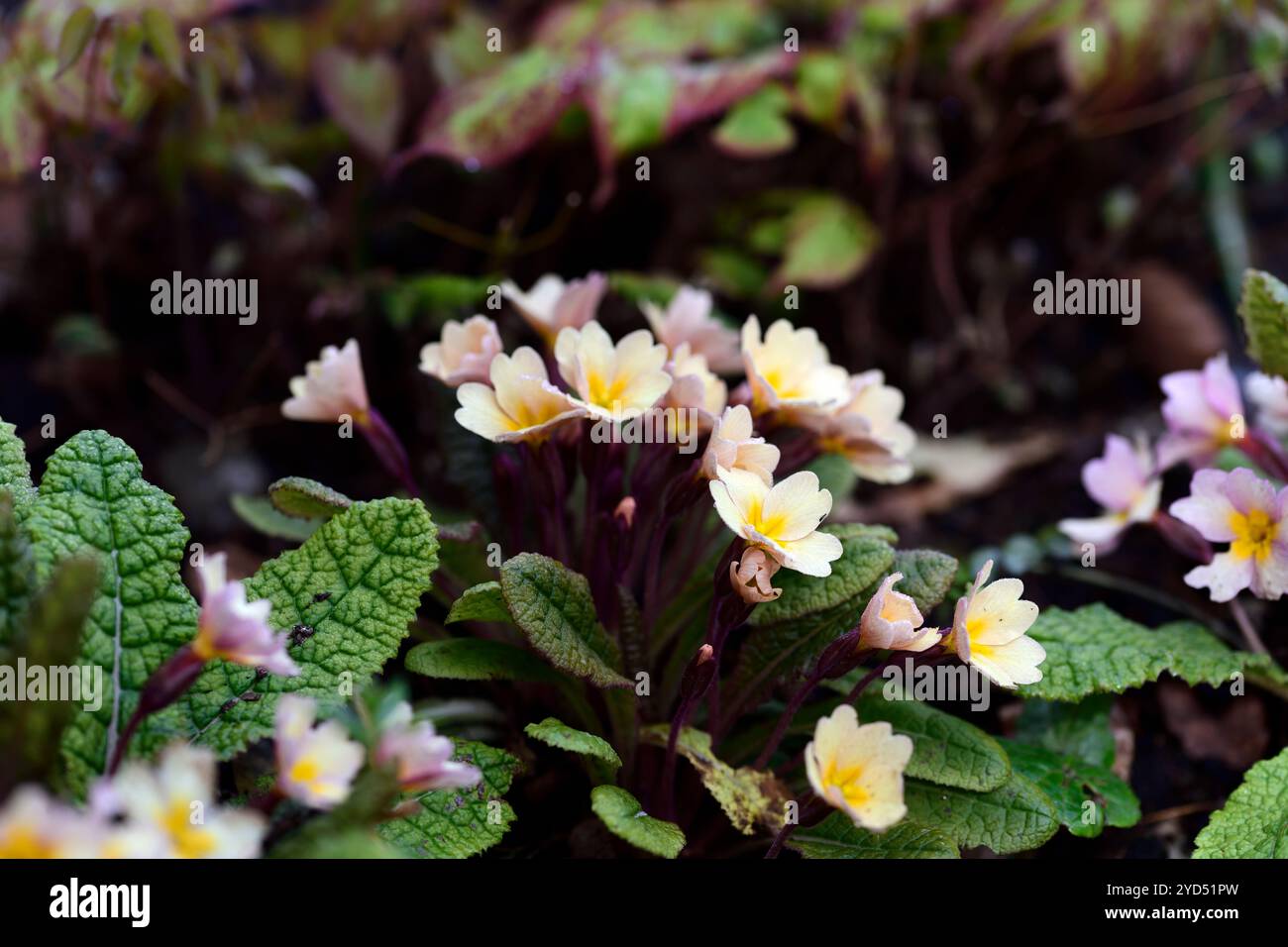 Primula acaulis Dunbeg,primrose dunbeg,kennedy primrose,primroses,peach ...
