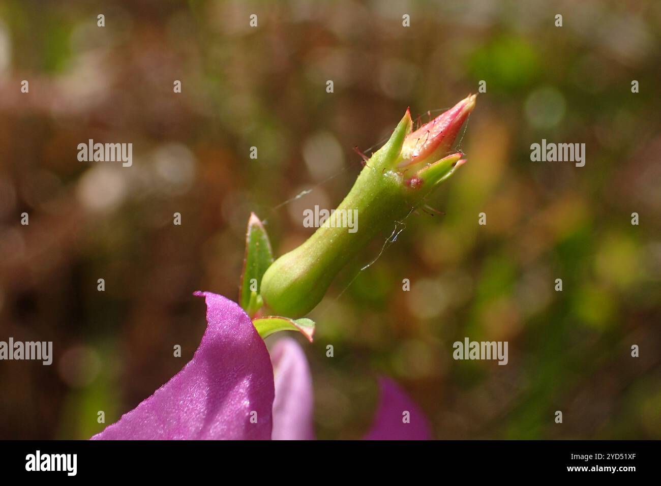 Maid Marian (Rhexia nashii Stock Photo - Alamy