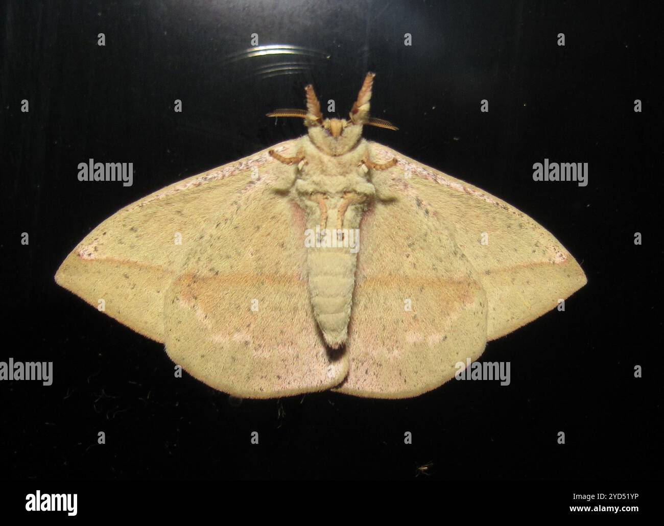 Lonomia hi-res stock photography and images - Alamy