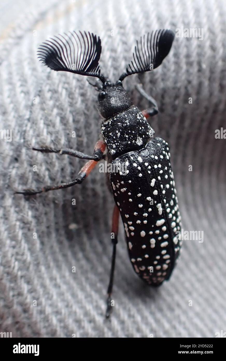 Feather-horned beetle (Rhipicera femorata Stock Photo - Alamy