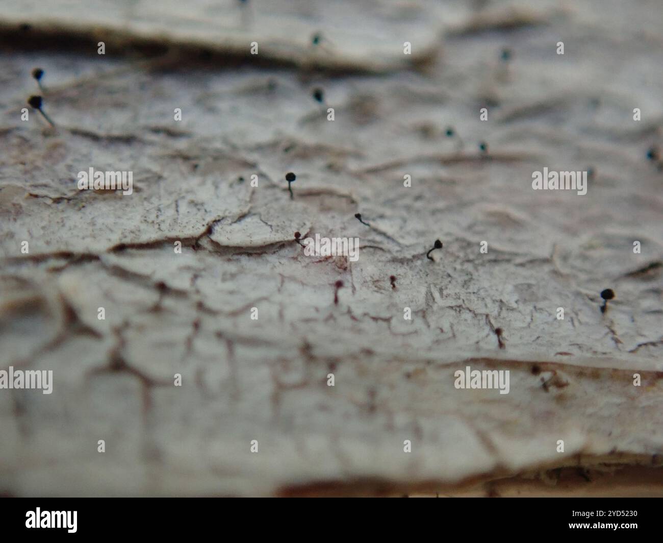 Mycocalicium hi-res stock photography and images - Alamy