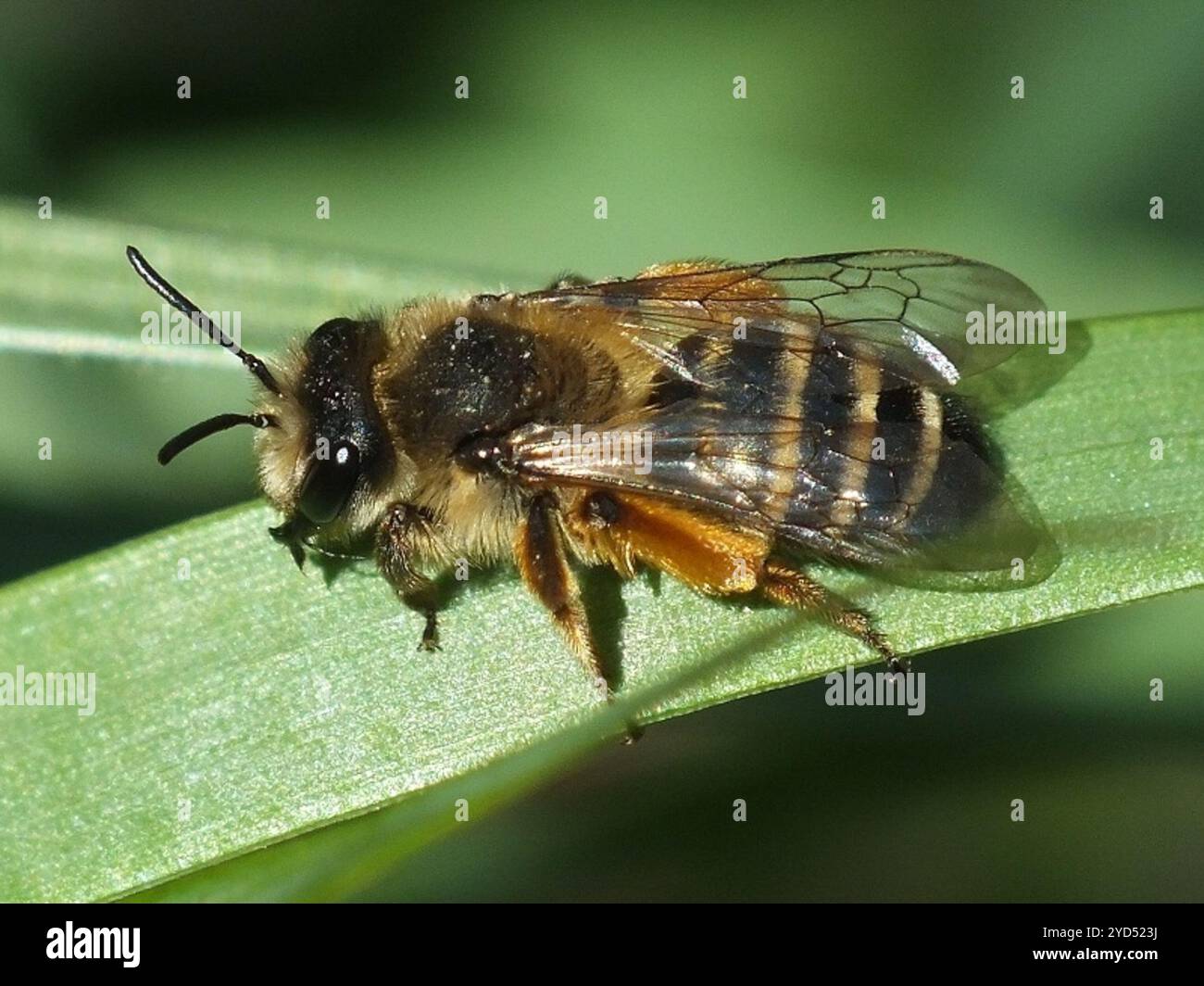 Yellow-legged Mining Bee (Andrena flavipes Stock Photo - Alamy