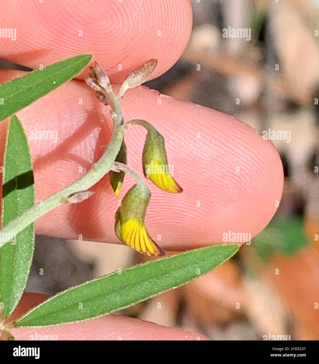 lanceleaf rattlebox (Crotalaria lanceolata Stock Photo - Alamy