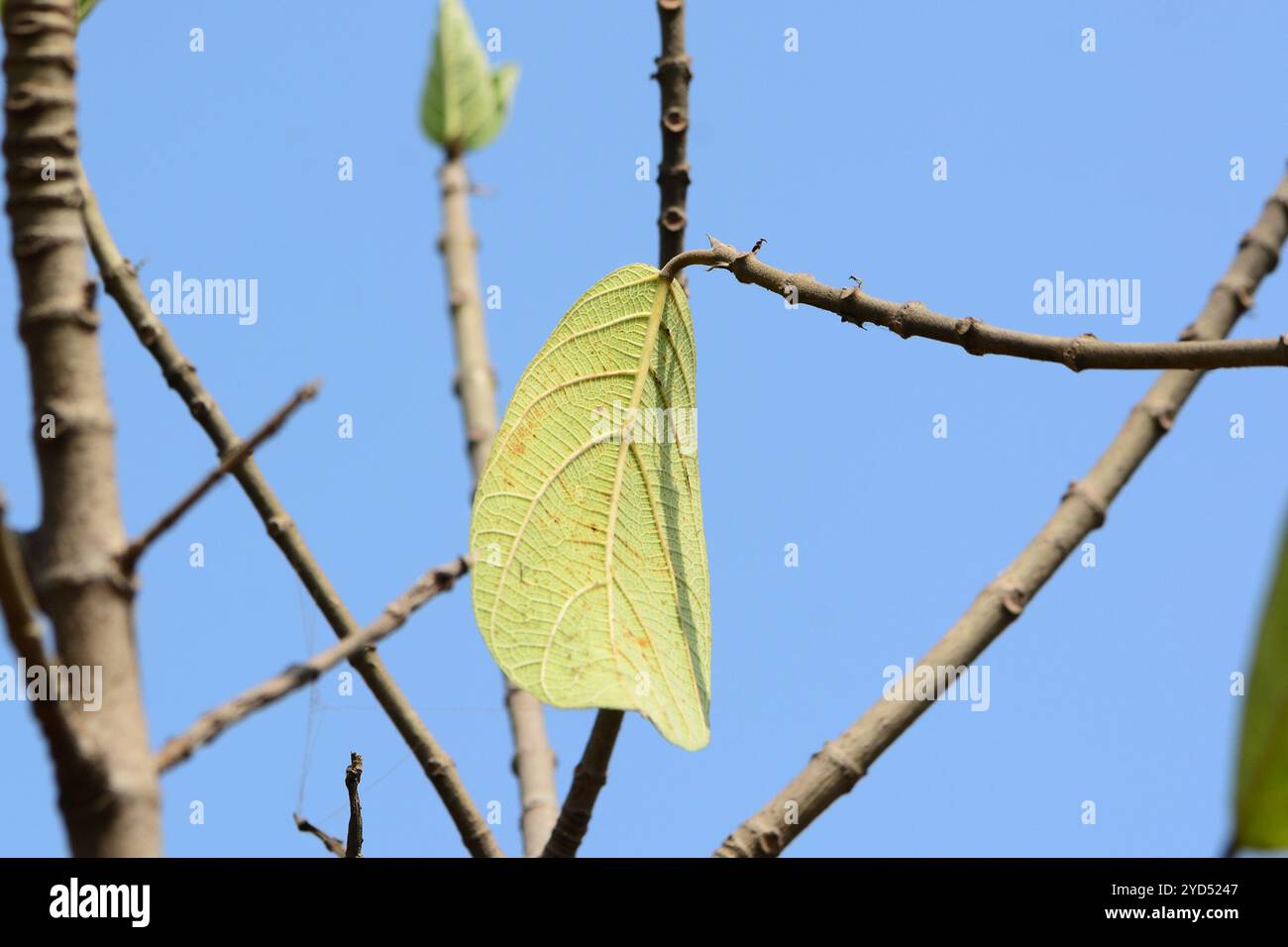 Ficus hispida hi-res stock photography and images - Alamy