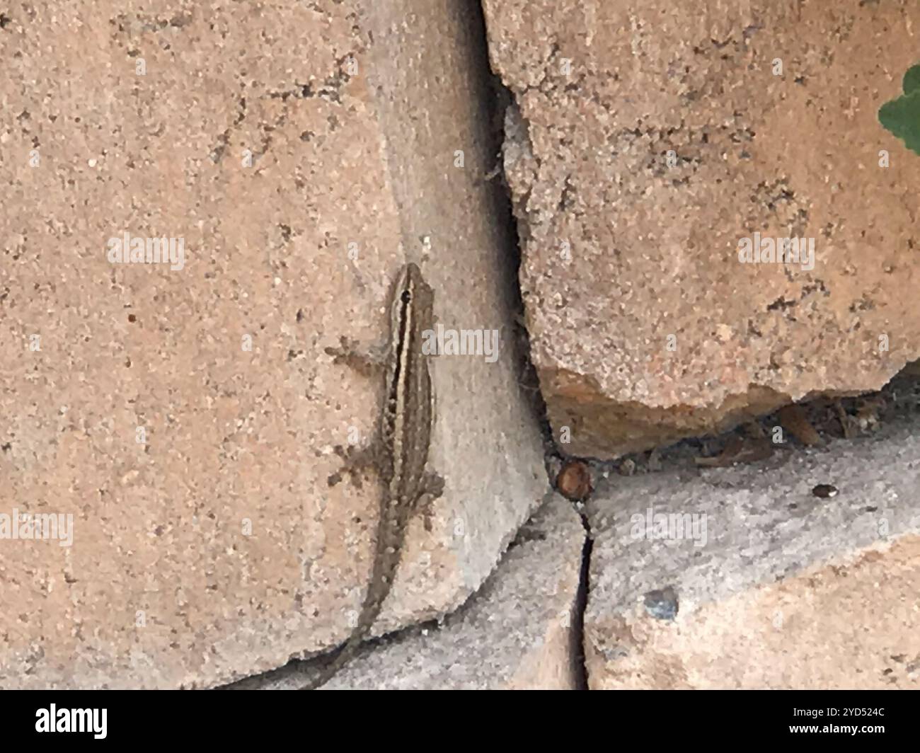 Common Dwarf Gecko (Lygodactylus capensis Stock Photo - Alamy