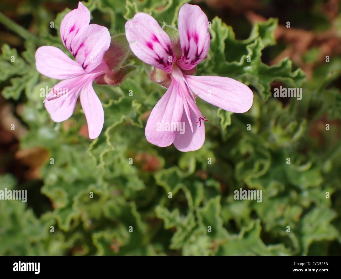 oak-leaved geranium (Pelargonium quercifolium Stock Photo - Alamy