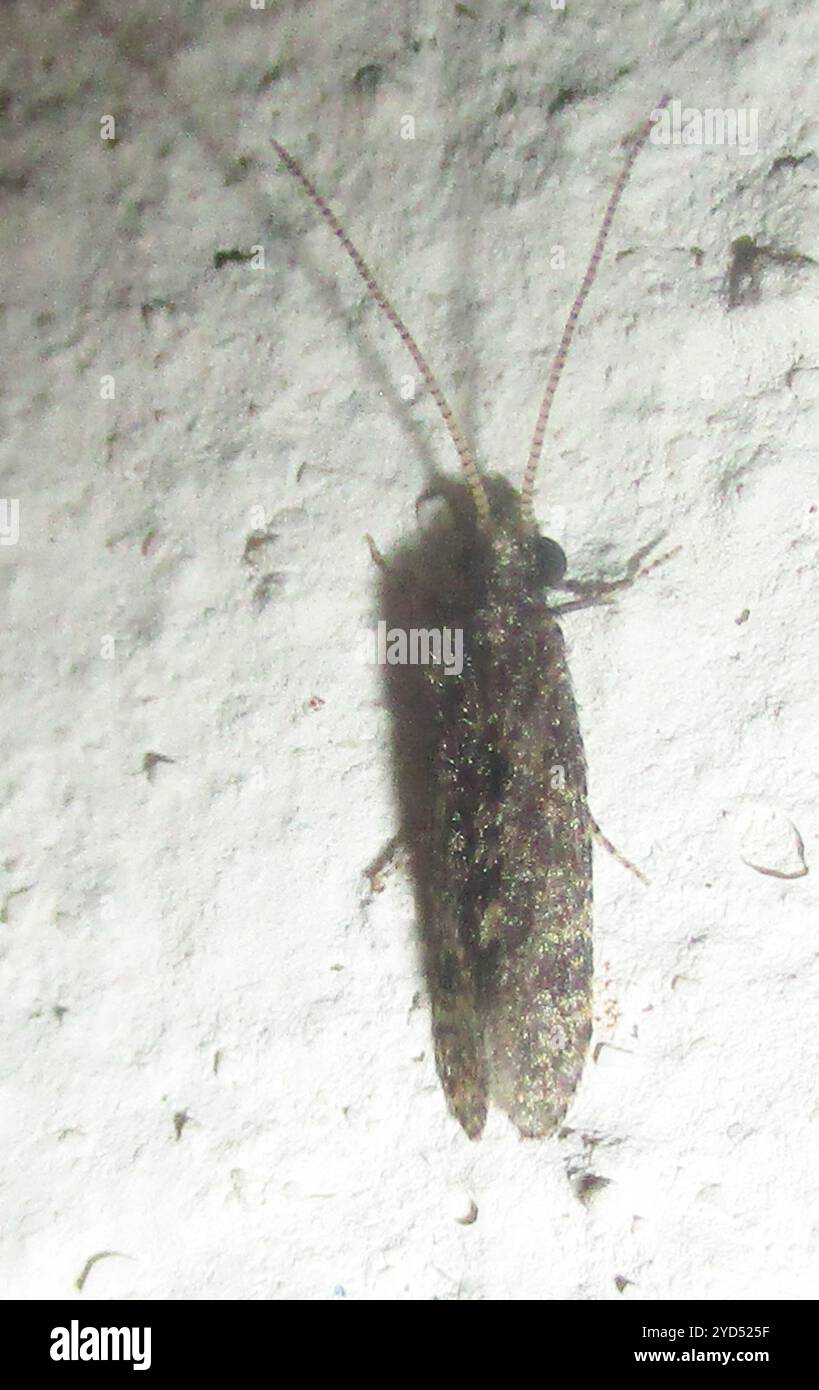 Tubecase Netspinning Caddisflies (Ecnomidae Stock Photo - Alamy