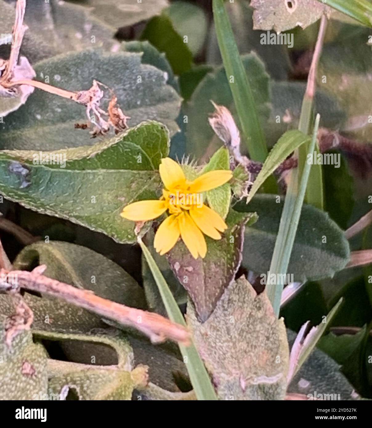 straggler daisy (Calyptocarpus vialis Stock Photo - Alamy